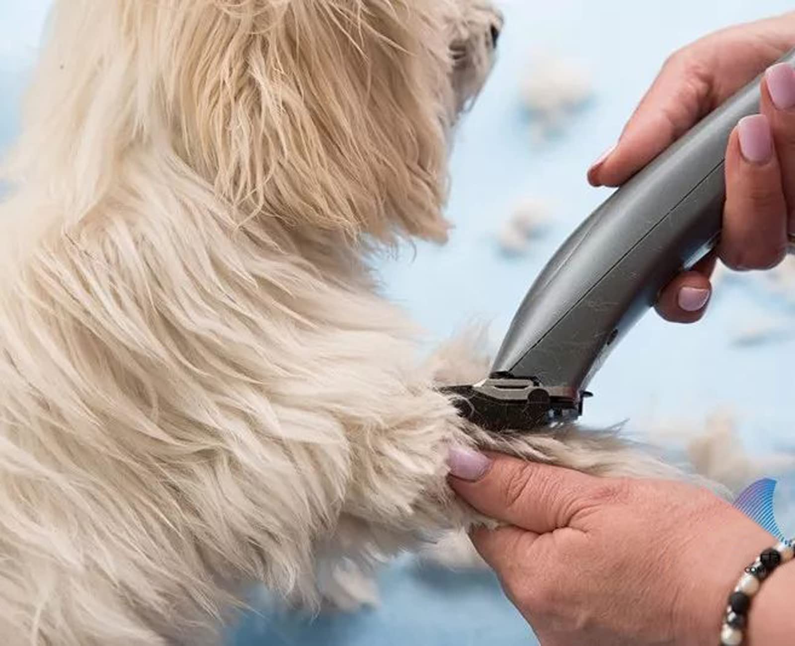 Pet Care: Considering the Different Types of Dog Hair Clippers - 3Steps
